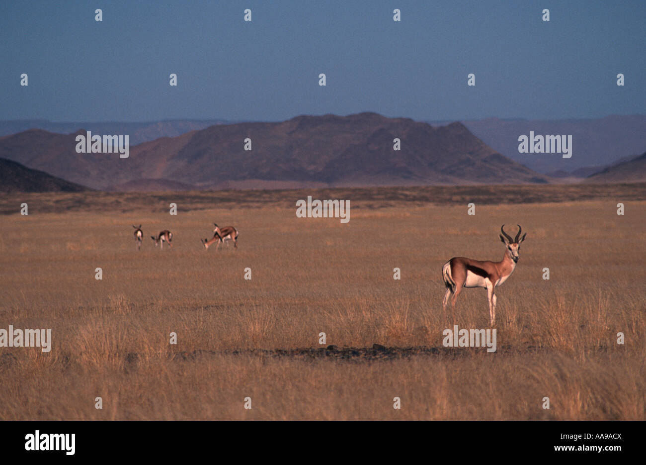 Springboks in the Namib National Park Namibia Stock Photo - Alamy