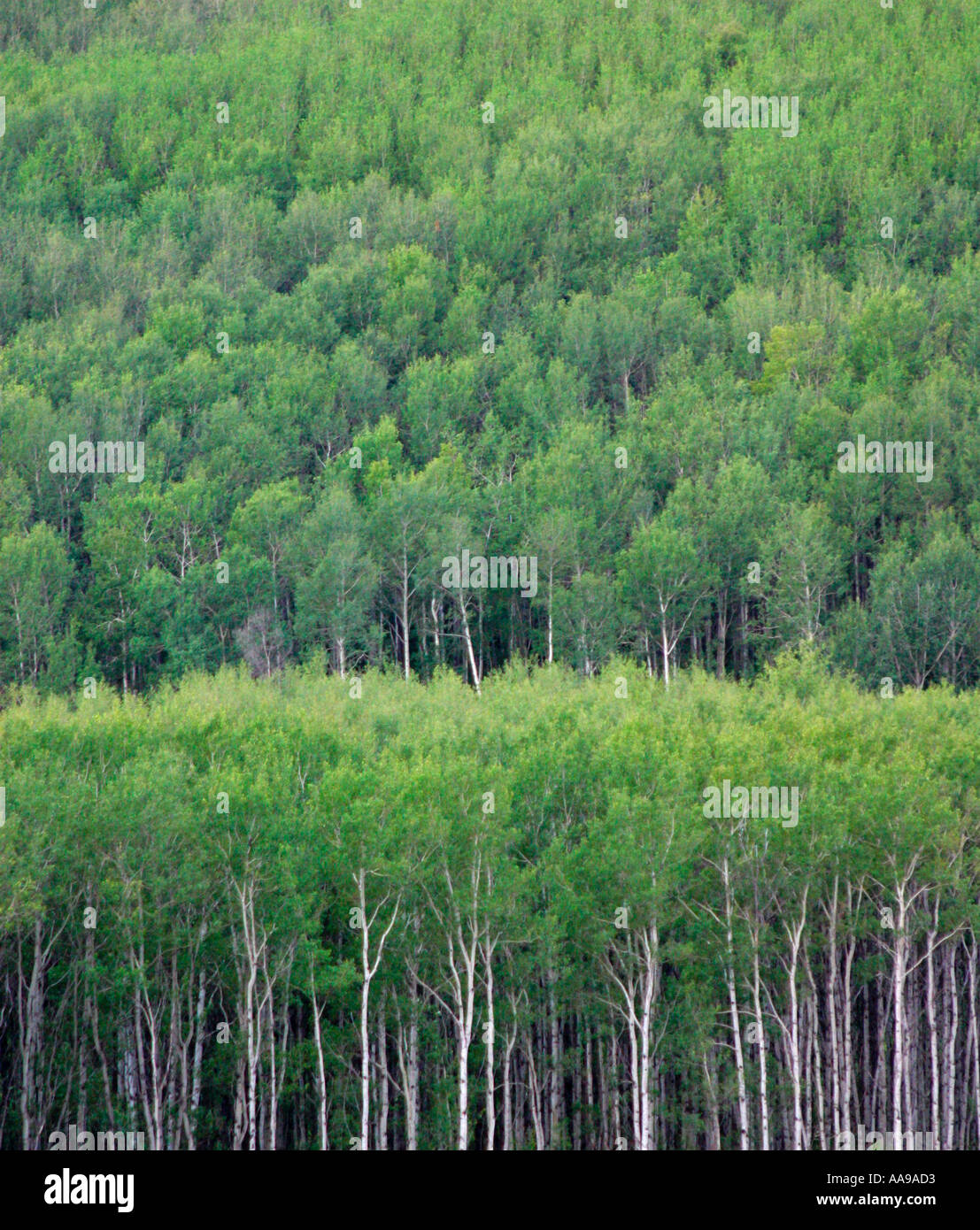 Lumbering canada hi-res stock photography and images - Alamy