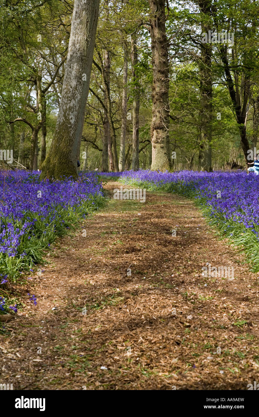 Bluebells in the woods Stock Photo - Alamy
