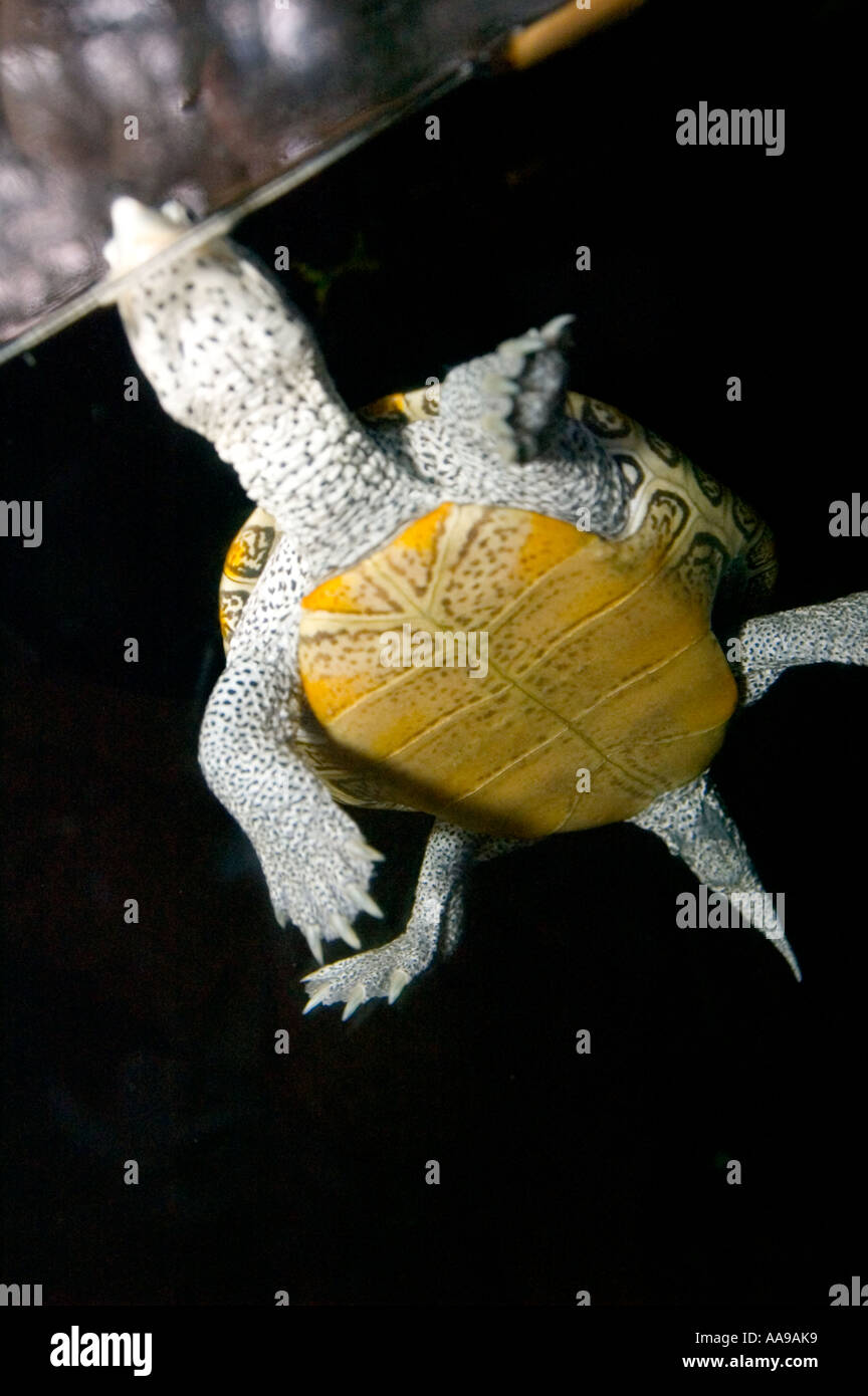 Amelanistic animal hi-res stock photography and images - Alamy