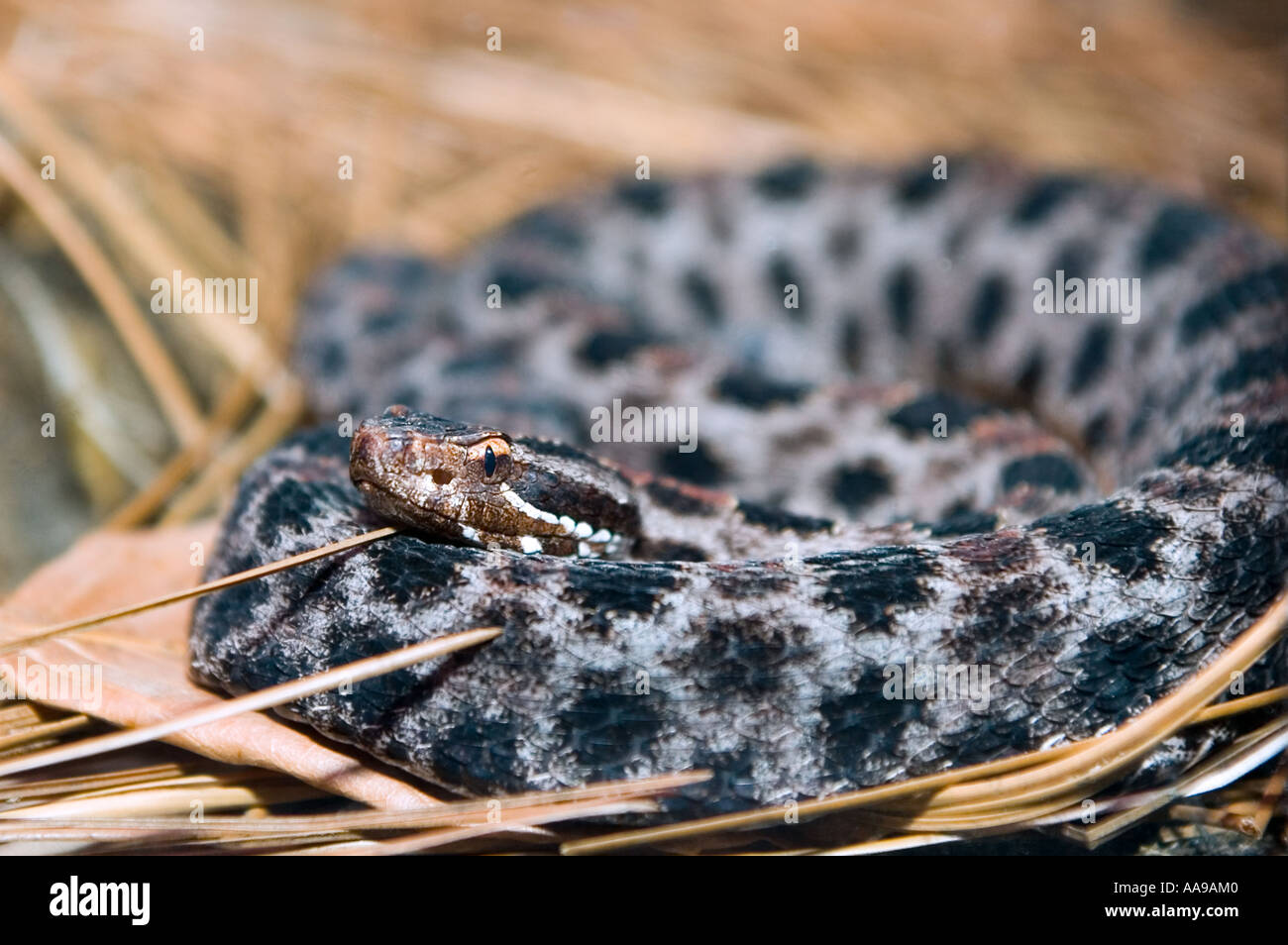 Black rattlesnake portrait hi-res stock photography and images - Alamy