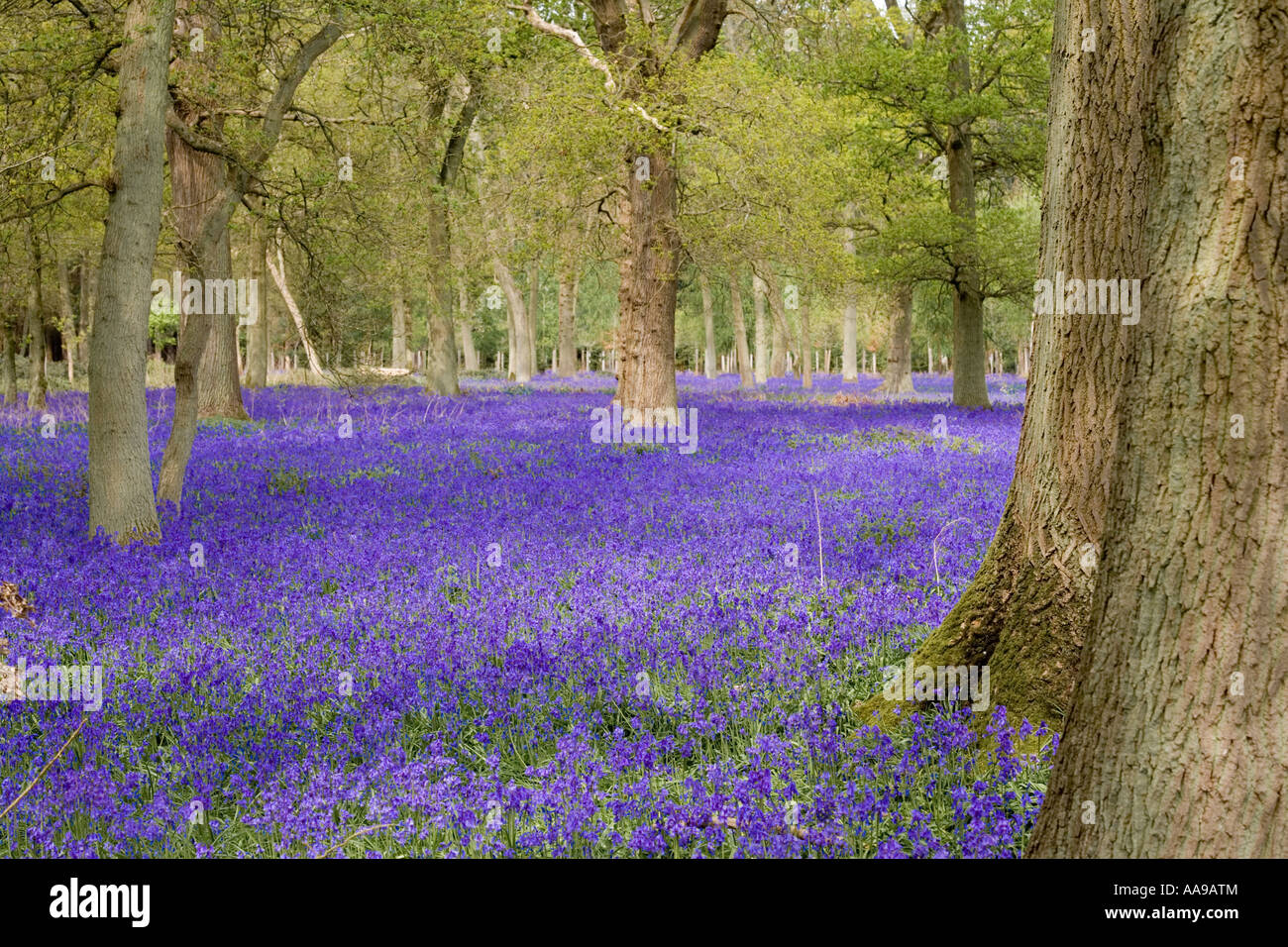 Bluebells in the woods Stock Photo - Alamy