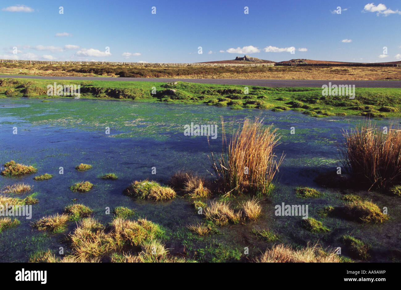 Grasses in frozen pond hi-res stock photography and images - Alamy