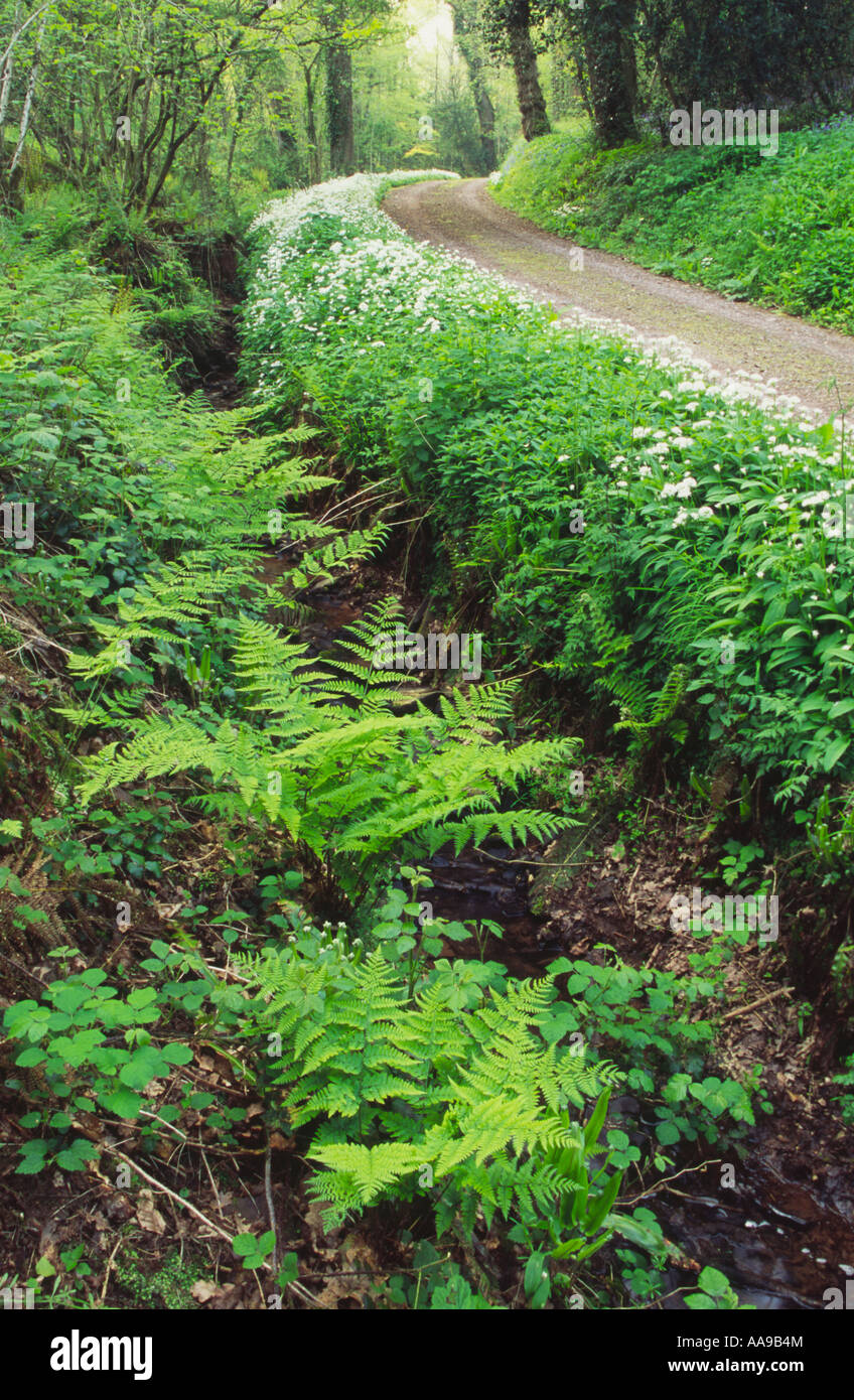 Woodland track with forest ferns and wild garlic growing, Devon ...