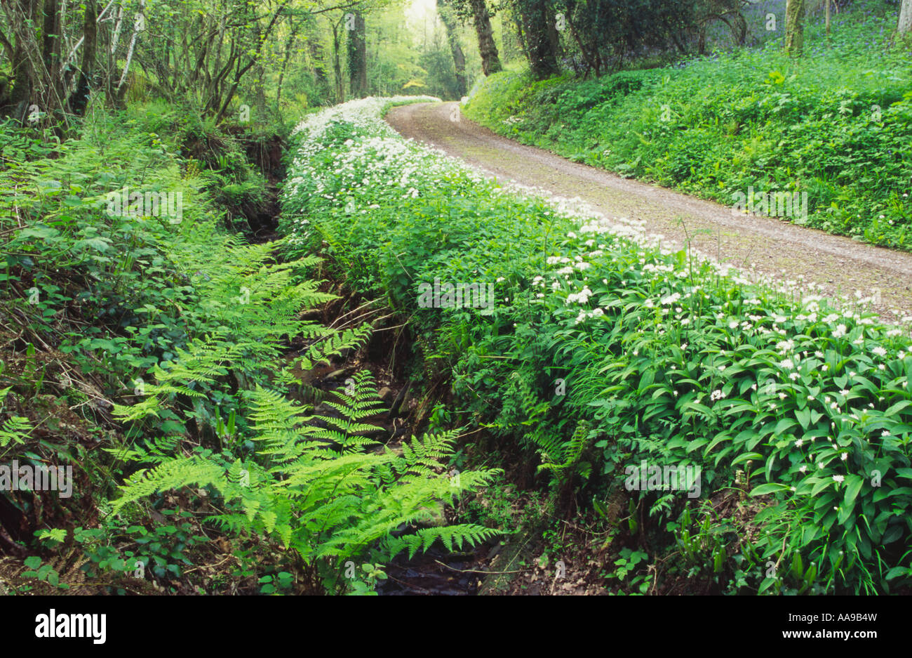 Woodland track with forest ferns and wild garlic growing, Devon ...