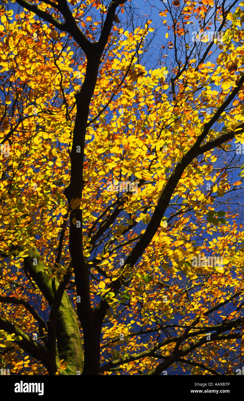 Autumn Leaves in Beech Tree Backlit By The Sun Stock Photo - Alamy