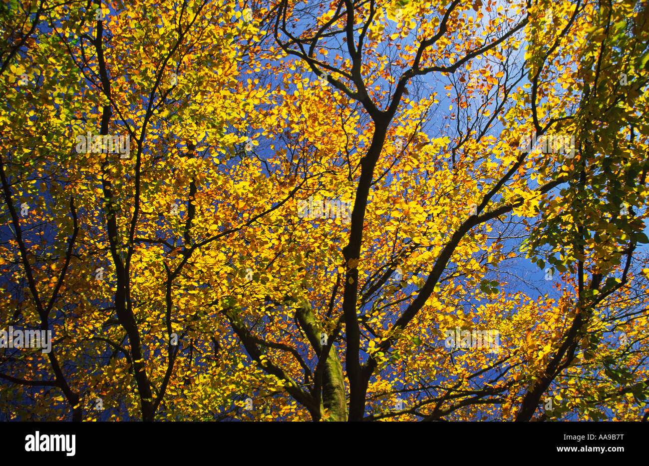 Autumn Leaves in Beech Tree Backlit By The Sun Stock Photo - Alamy