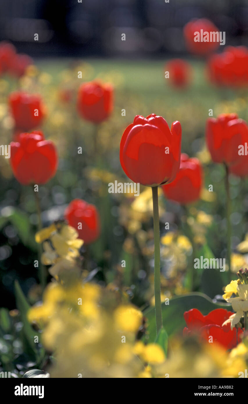 Sunlight on tulips hi-res stock photography and images - Alamy