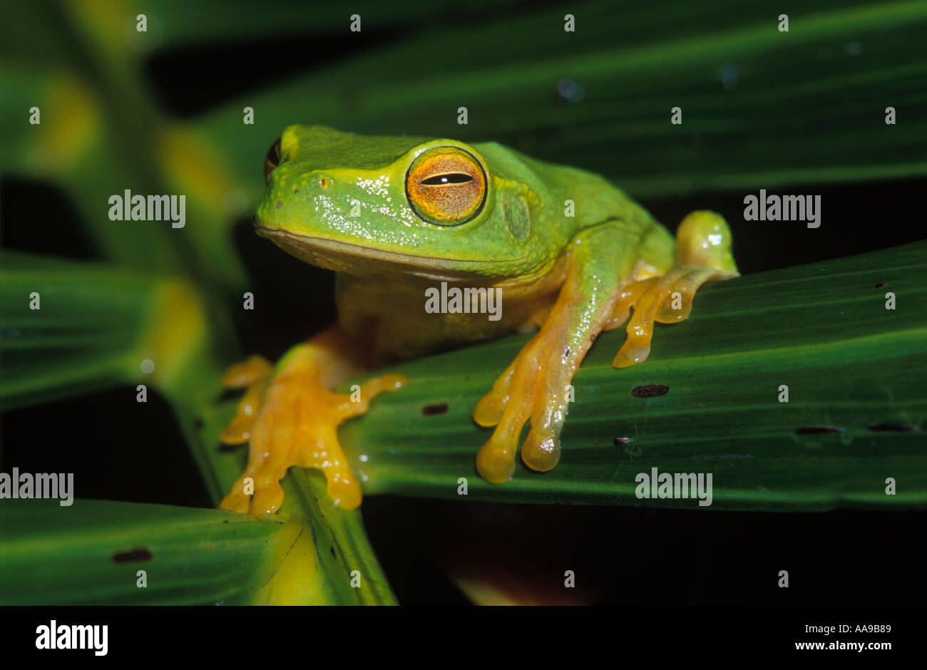 Australian red eyed, orange eyed, Tree Frog, Ranoidea chlorissat on ...