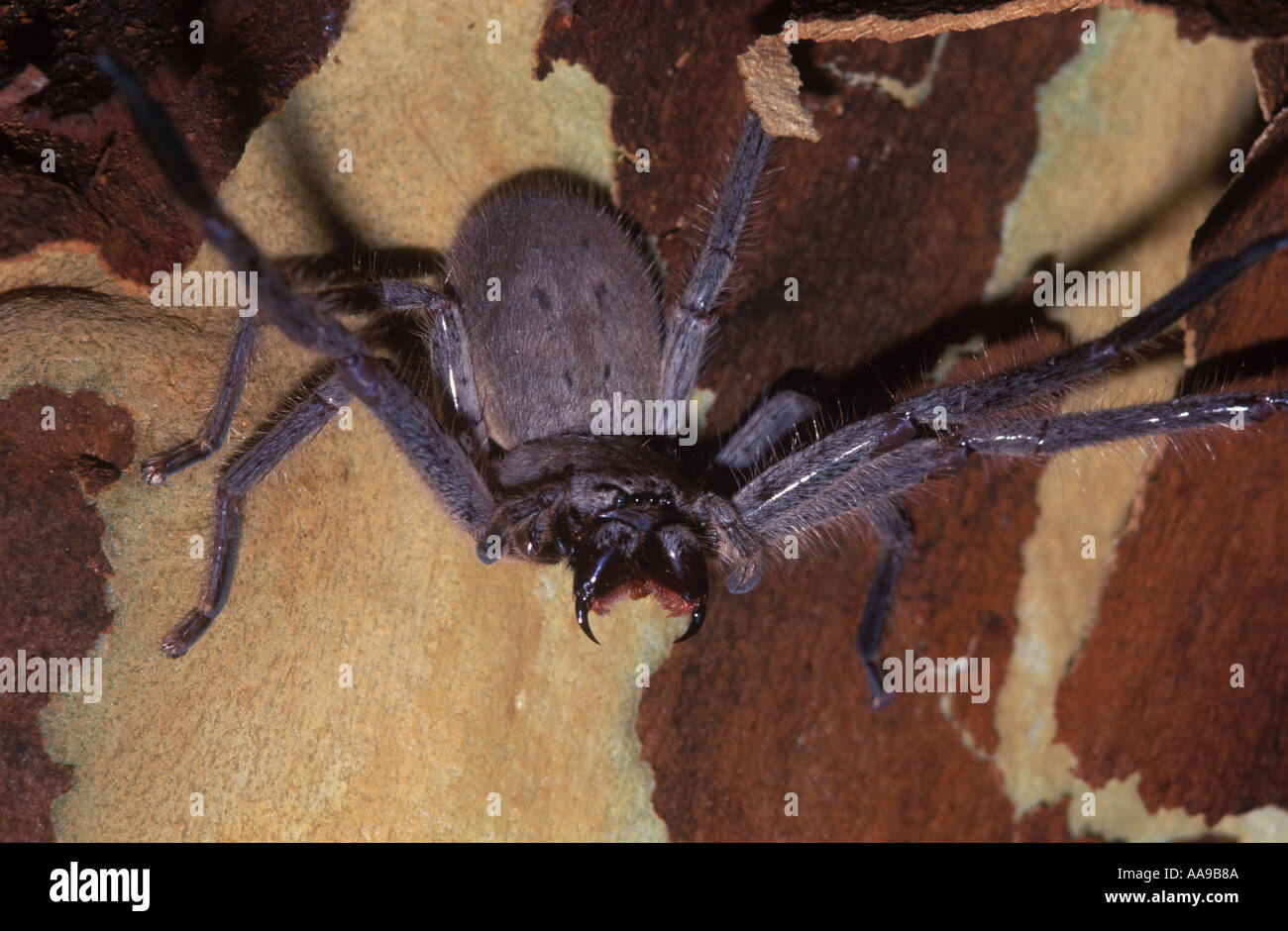 Australian Huntsman Spider Delena cancerides in New South Wales ...