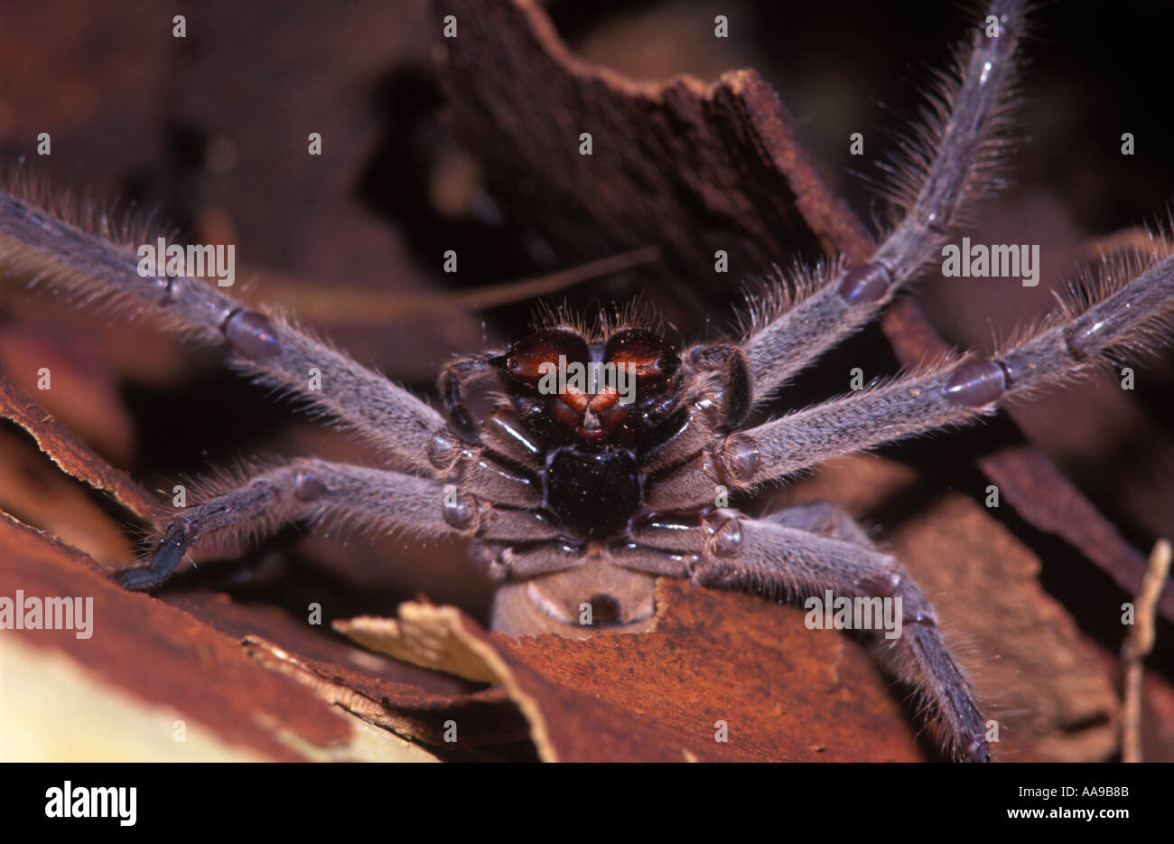 Australian Huntsman Spider Delena cancerides in New South Wales ...