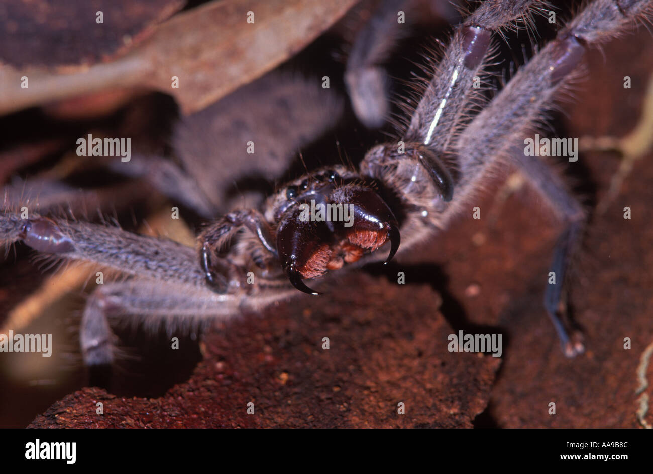Australian Huntsman Spider Delena cancerides in New South Wales ...