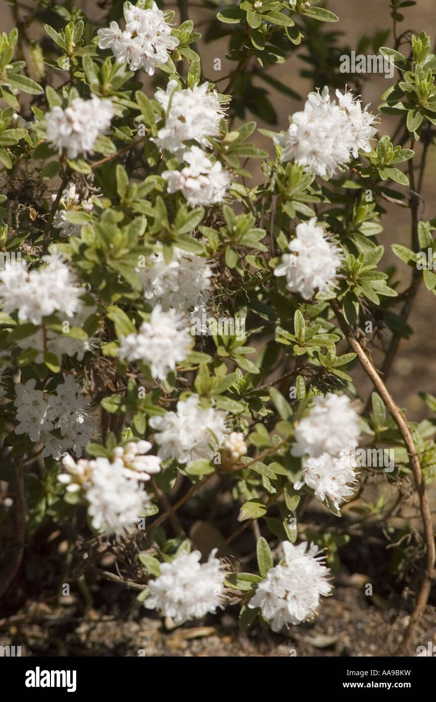 Dwarf azalea hi-res stock photography and images - Alamy