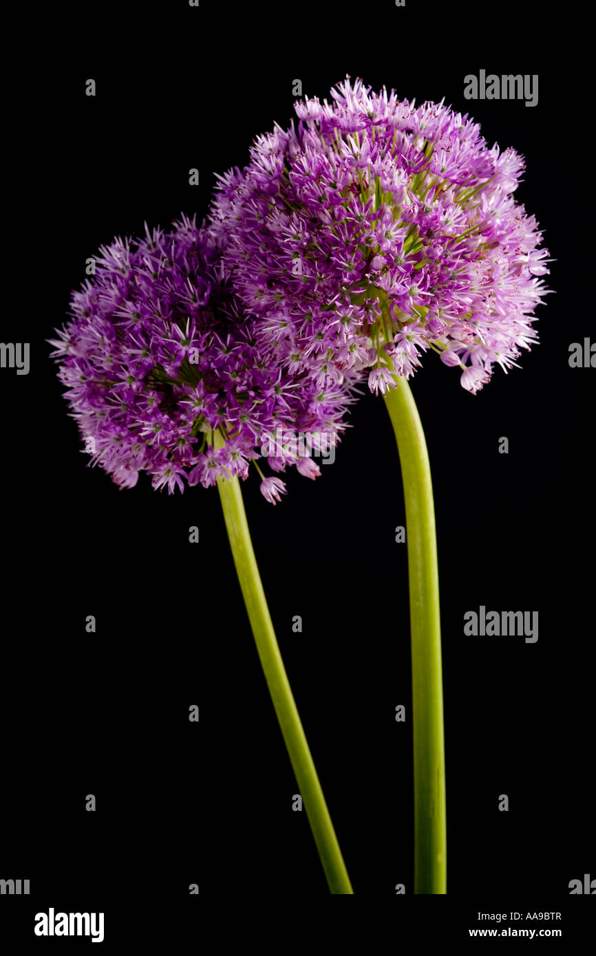 Pink round flowers Stock Photo - Alamy