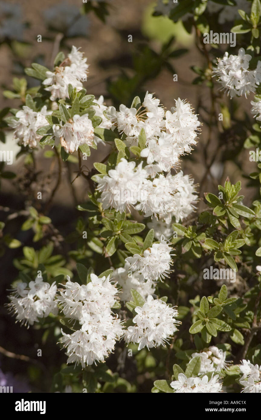White spring flowers of dwarf Azalea - Ericaceae - Rhododendron ...