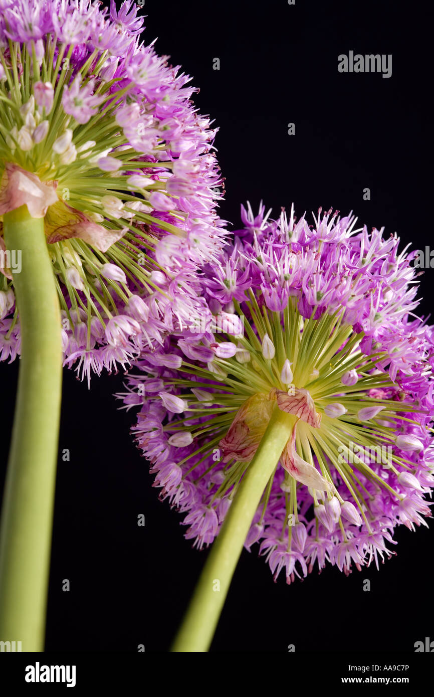 Pink round flowers Stock Photo - Alamy