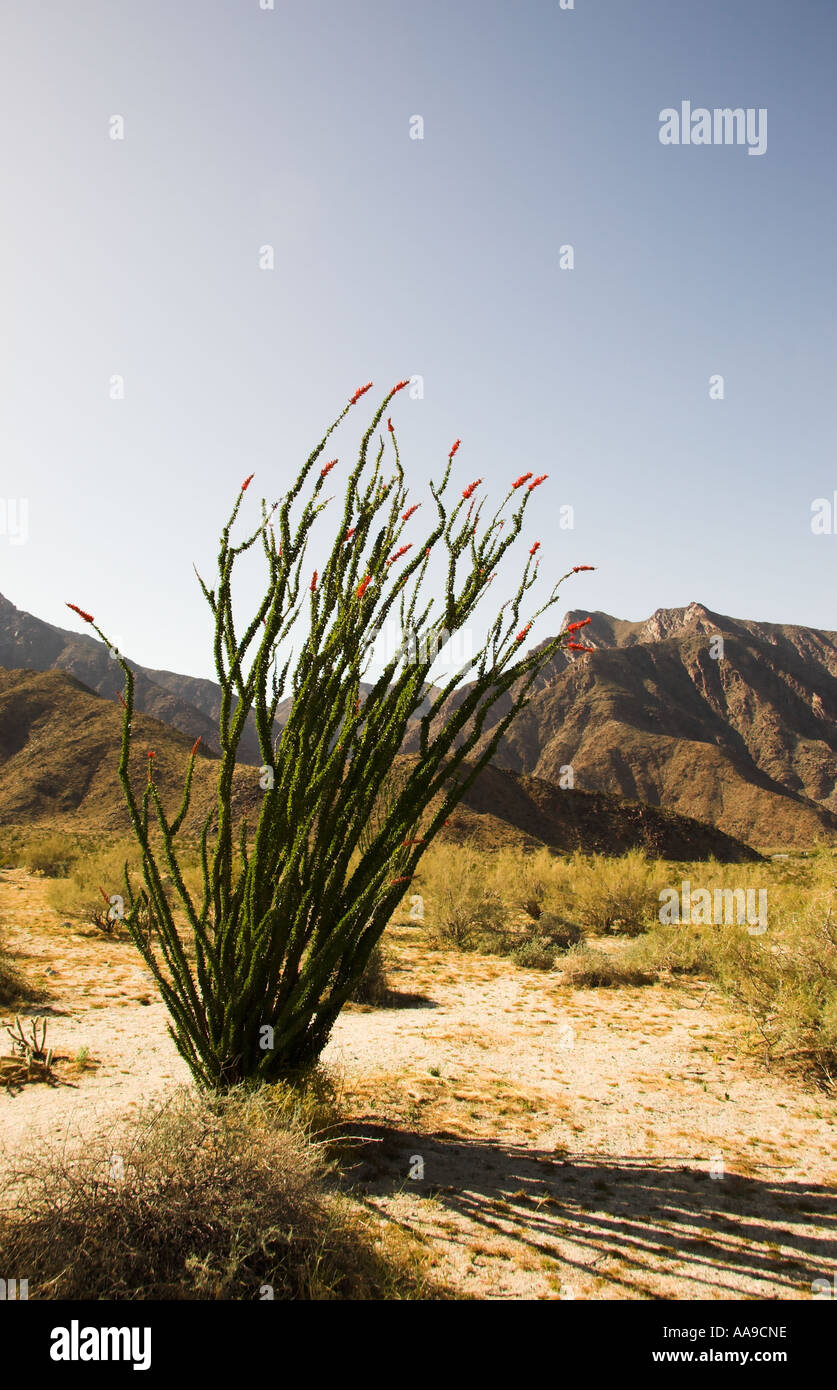 A rare orange-blossom ocotillo plant (Fouqueria splendens), Anza ...