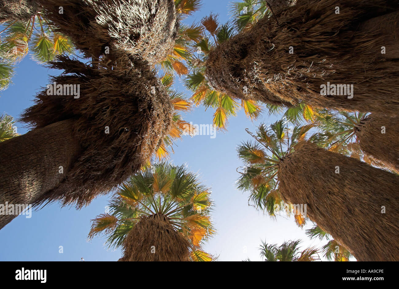 California Fan Palm (Washingtonia filifera) oasis in Palm Canyon, Anza ...