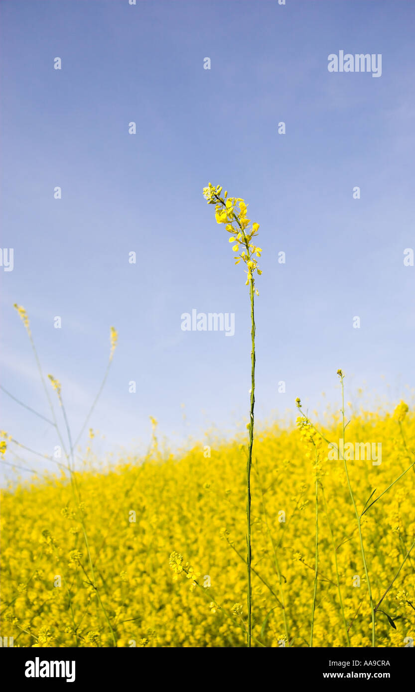 Blooming black mustard in the hills of Southern California, USA Stock ...
