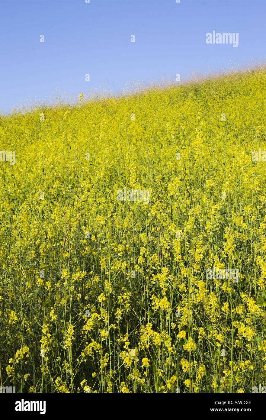 Blooming black mustard in the hills of Southern California, USA Stock ...