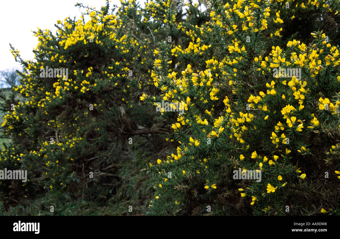 Common Gorse (Ulex Europaeus) evergreen shrub Stock Photo - Alamy