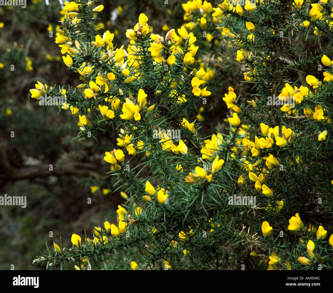 Dense gorse hi-res stock photography and images - Alamy