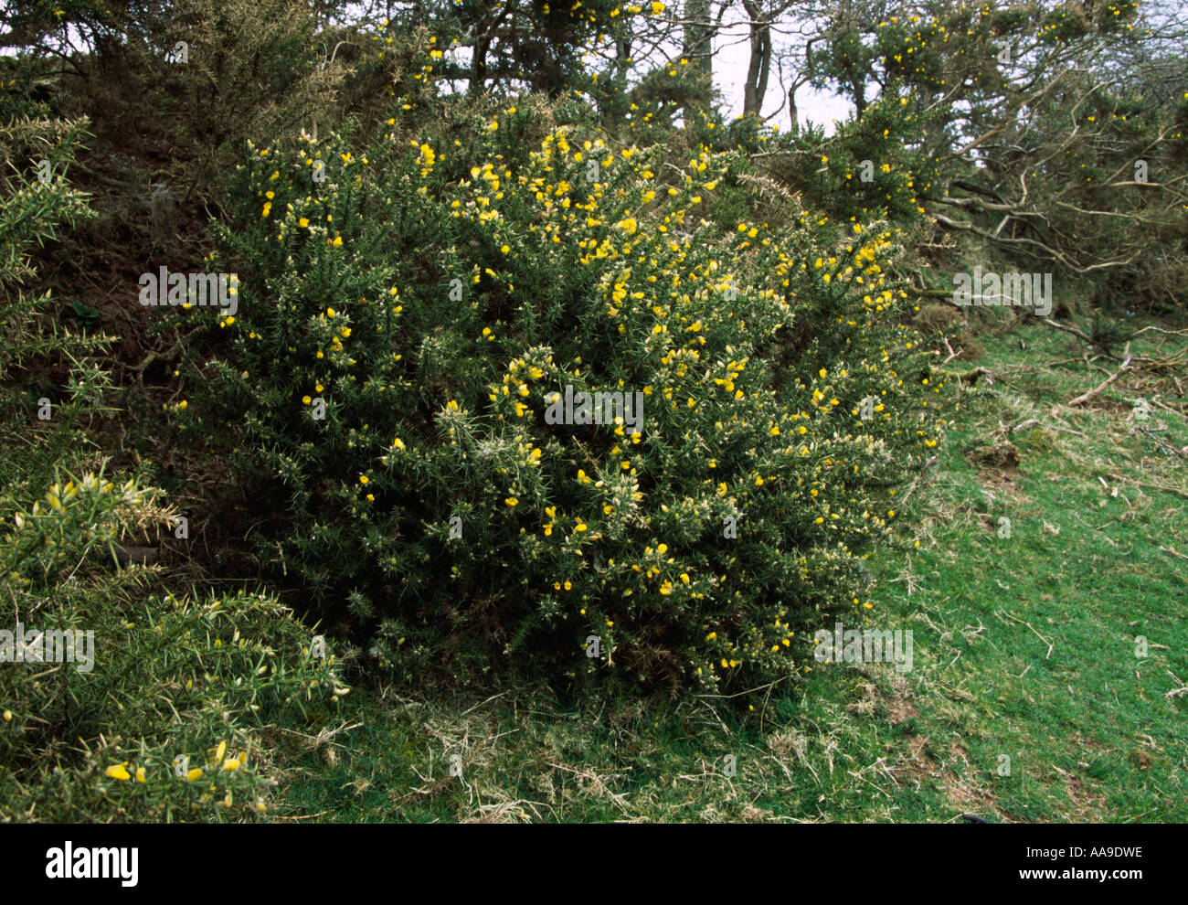 Common Gorse (Ulex Europaeus) evergreen shrub Stock Photo - Alamy