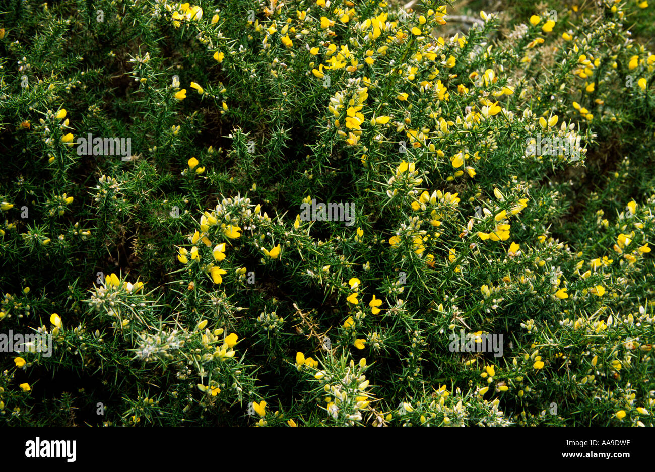 Common Gorse (Ulex Europaeus) evergreen shrub Stock Photo - Alamy