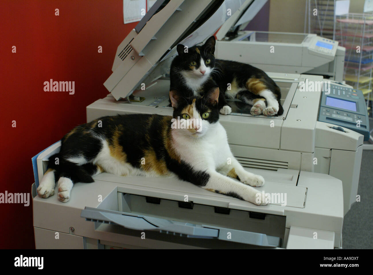 Photocopiers hi-res stock photography and images - Alamy