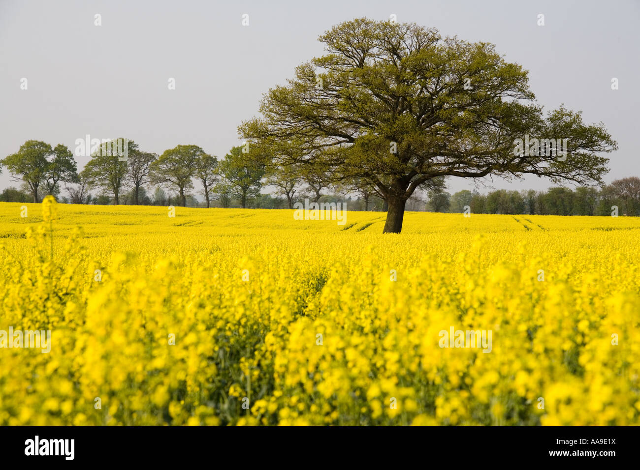 Tree in yellow field Stock Photo - Alamy