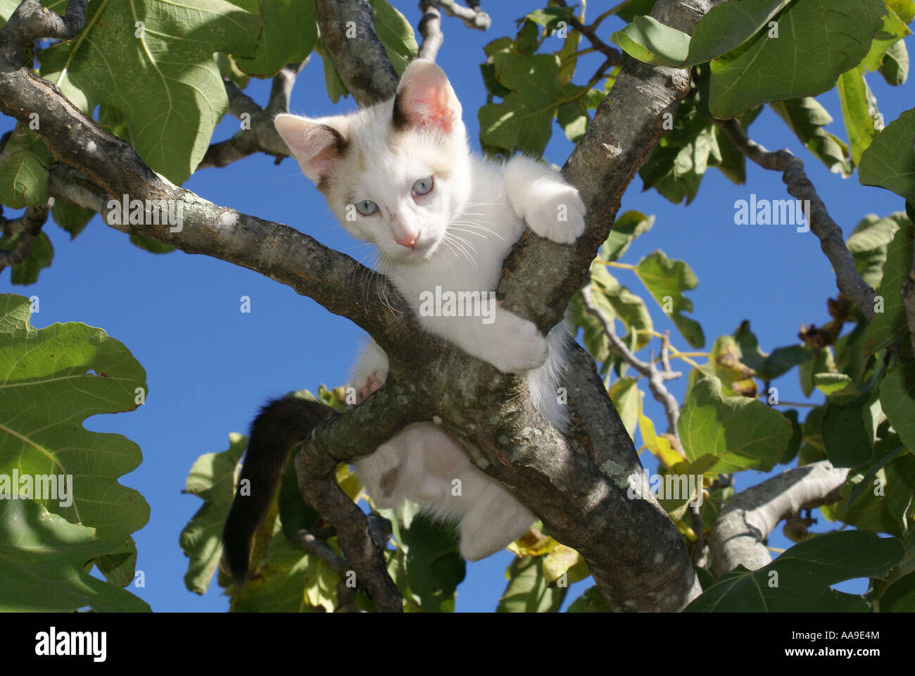 Kitten in tree Stock Photo - Alamy