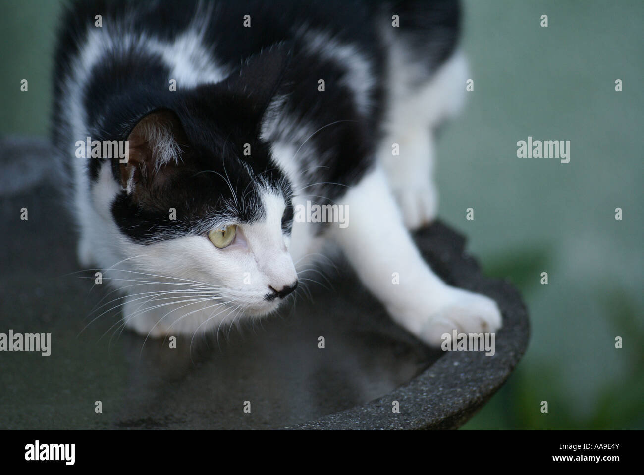 Beautiful black and white cat poised on birdbath Stock Photo - Alamy