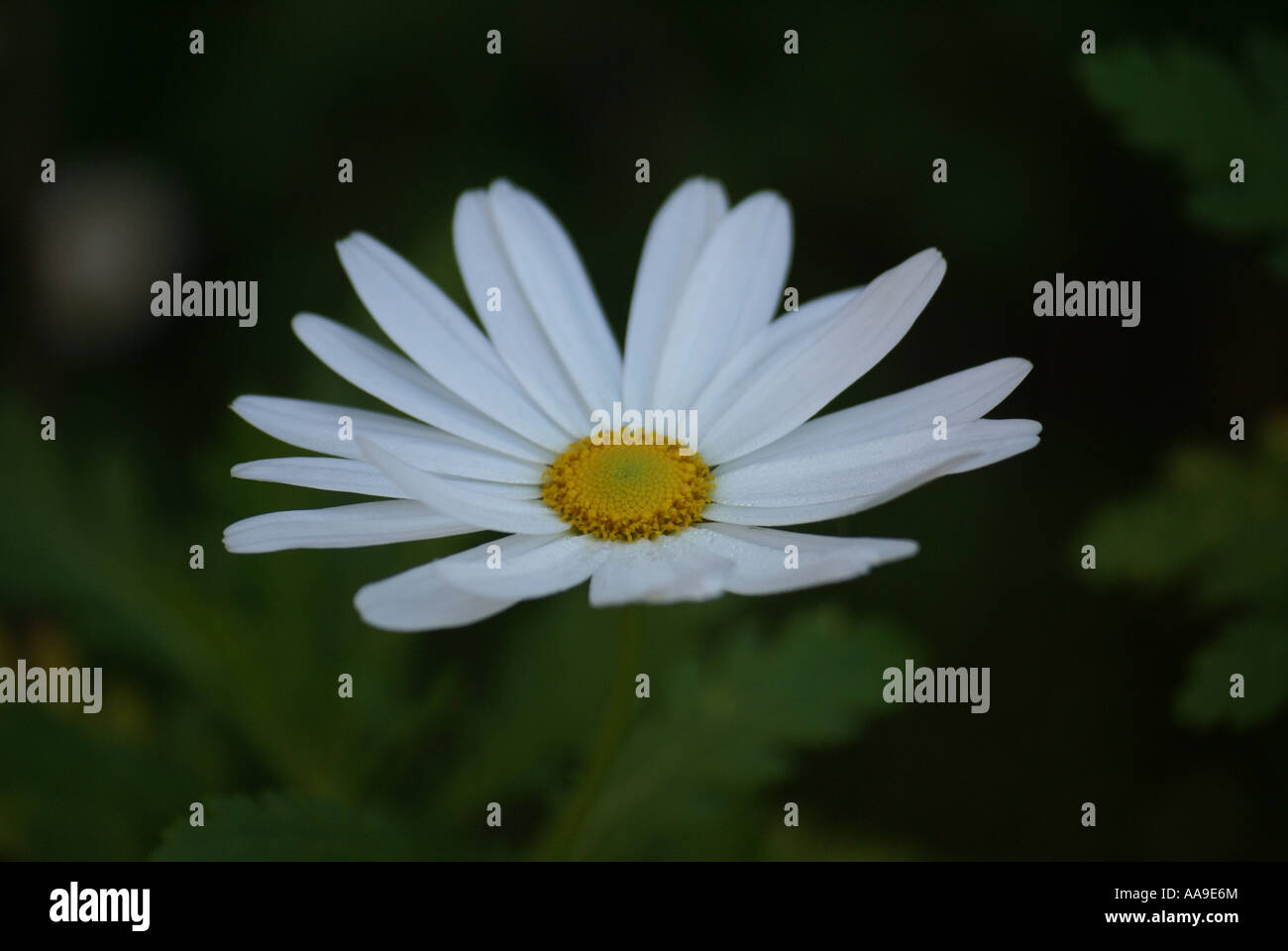 Upturned daisy flower hi-res stock photography and images - Alamy