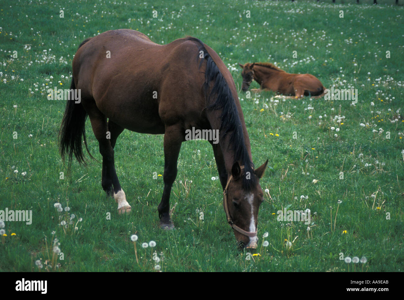 Kentucky thoroughbreds hi-res stock photography and images - Alamy