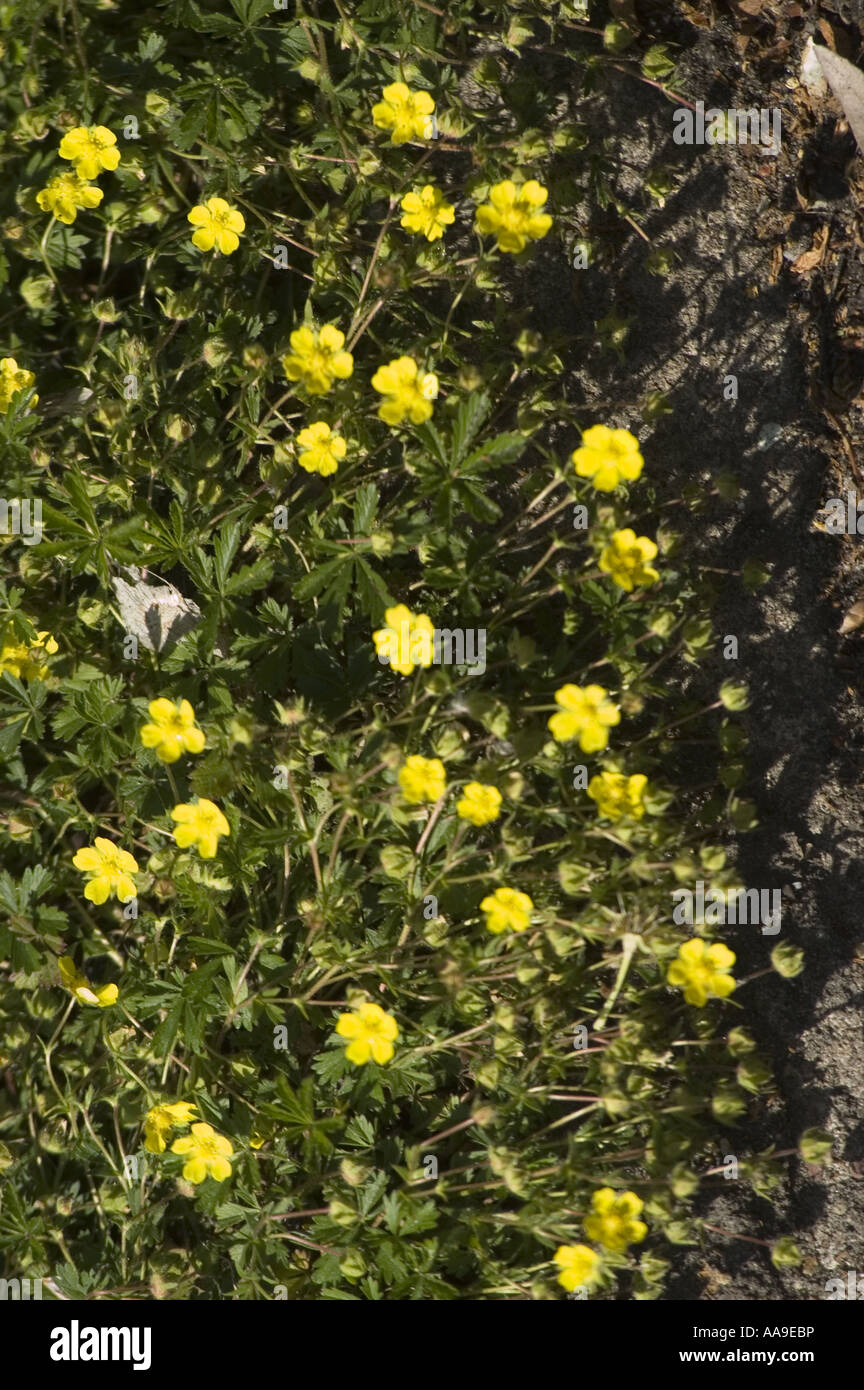 Many yellow spring flowers of Spring Cinquefoil - Rosaceae - Potentilla ...