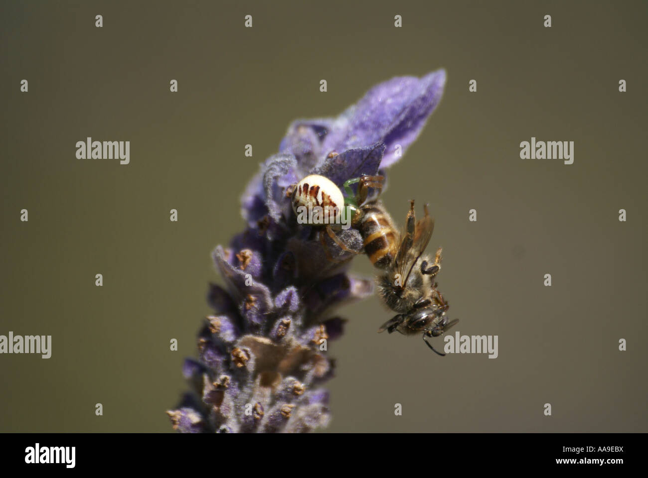Spider eating bee note tiny fly on bee's head Stock Photo - Alamy