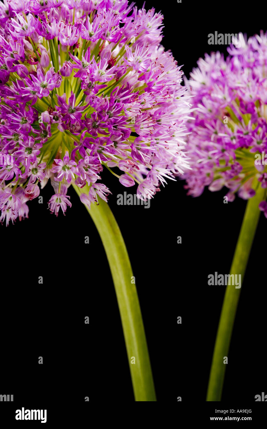 Long stalks of flowers hi-res stock photography and images - Alamy