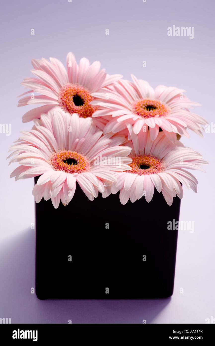 Pink gerberas hi-res stock photography and images - Alamy