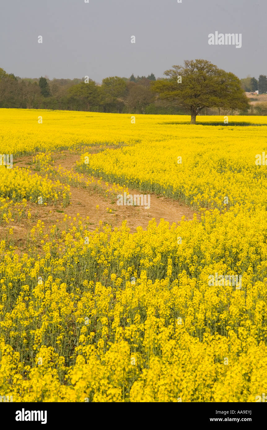 fields of yellow Stock Photo - Alamy