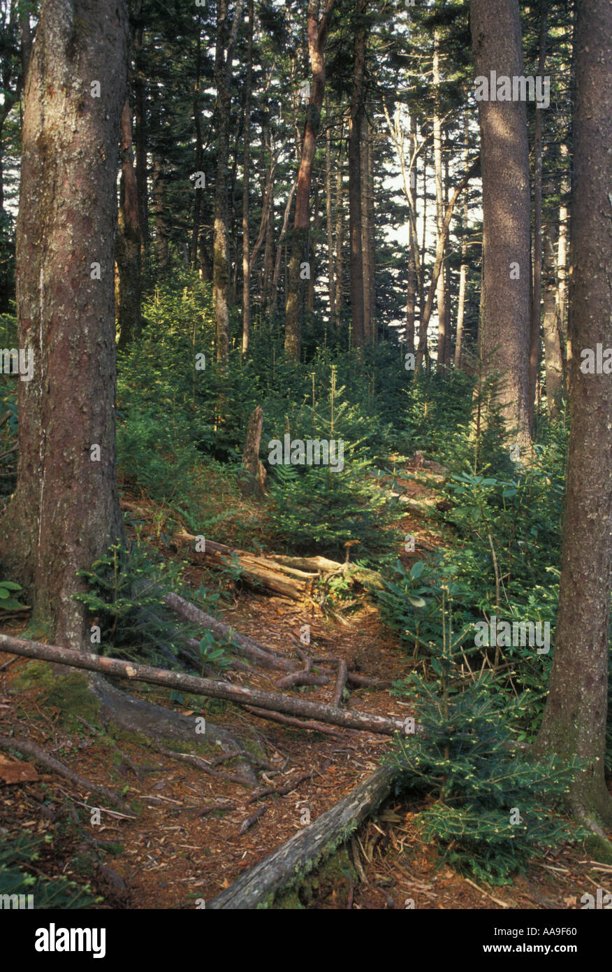 Pine woods in north carolina hi-res stock photography and images - Alamy