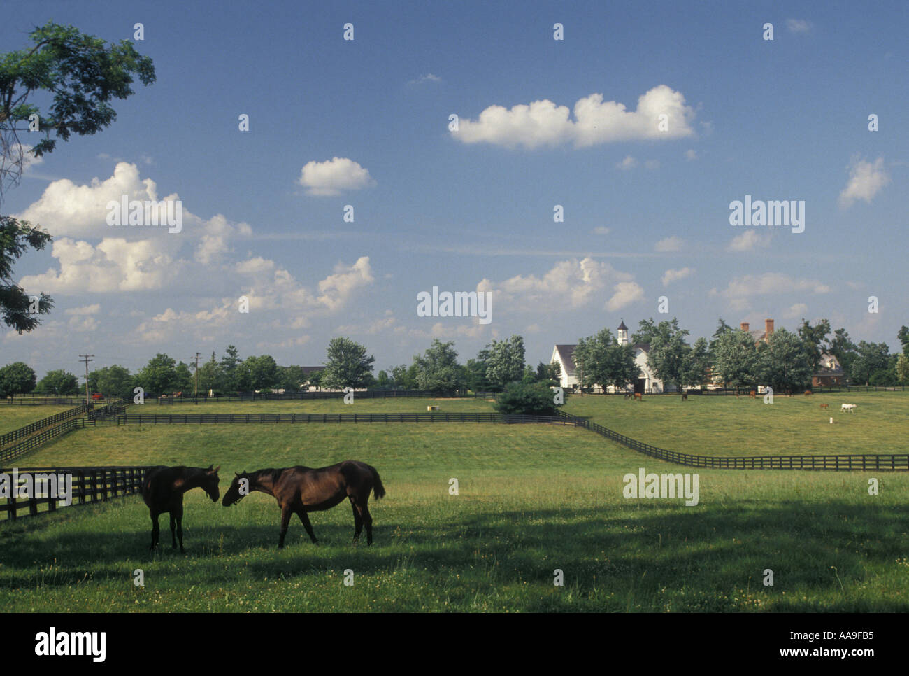 Kentucky blue grass region hi-res stock photography and images - Alamy