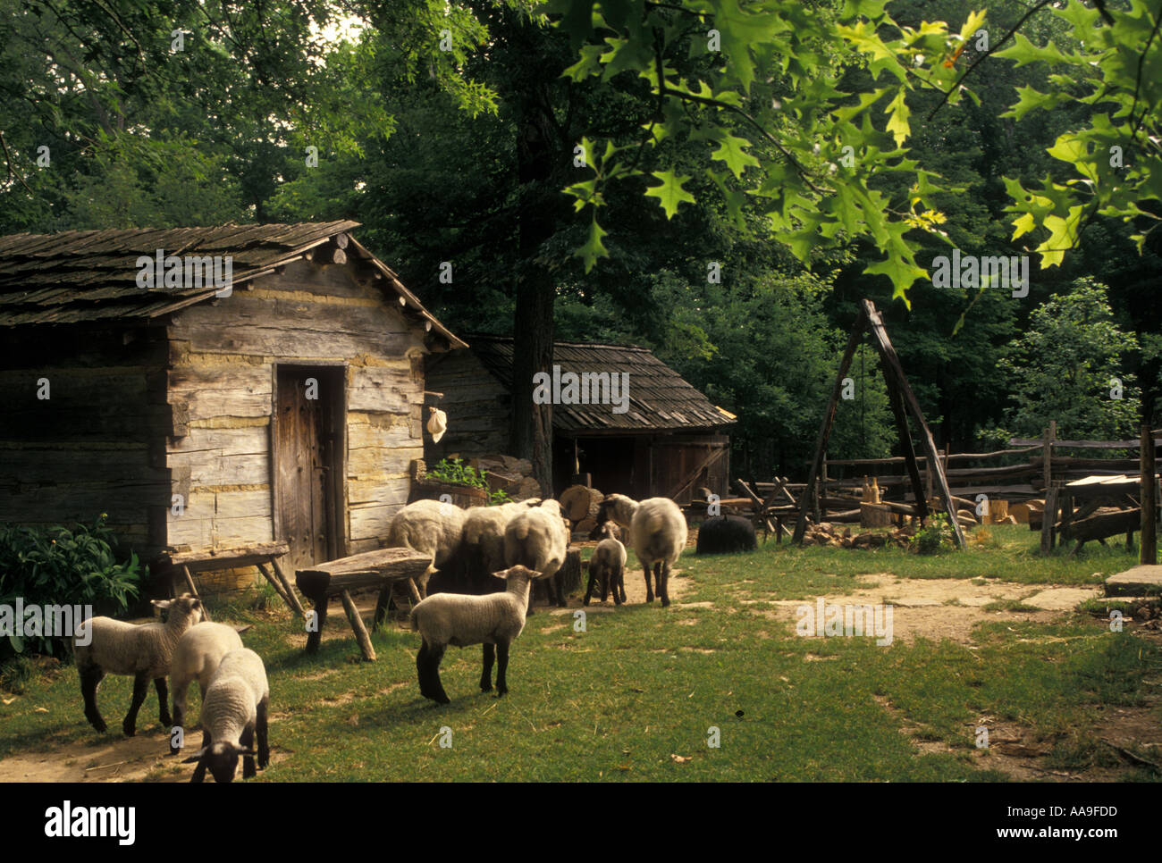 Lincoln sheep hi-res stock photography and images - Alamy
