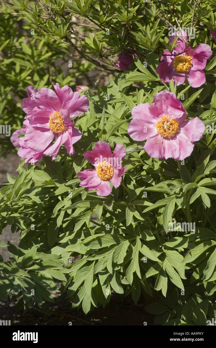 Yellow pink sprig flowers of Common European Peony Paeoniaceae ...