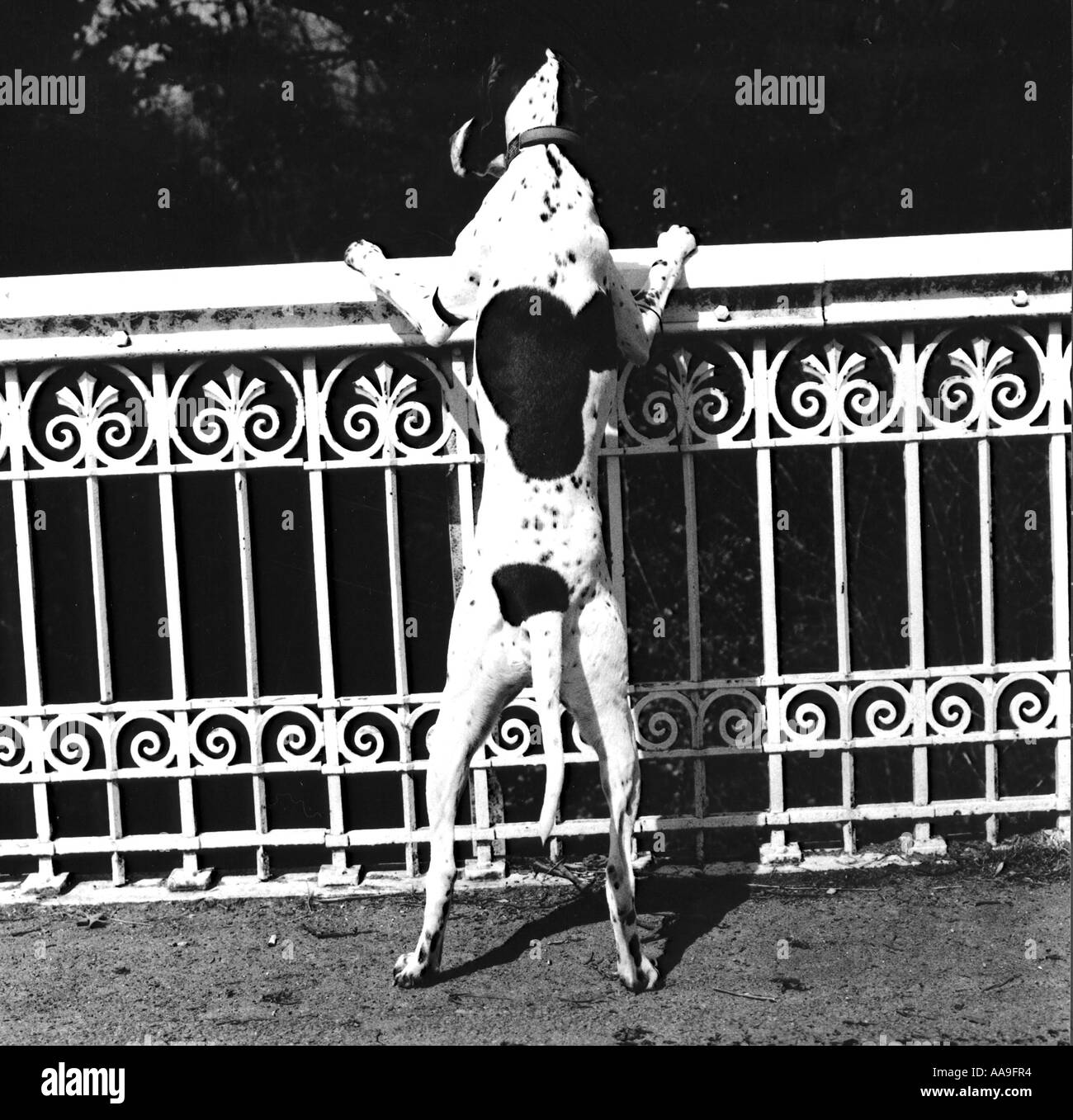 Dog looking over bridge hi-res stock photography and images - Alamy