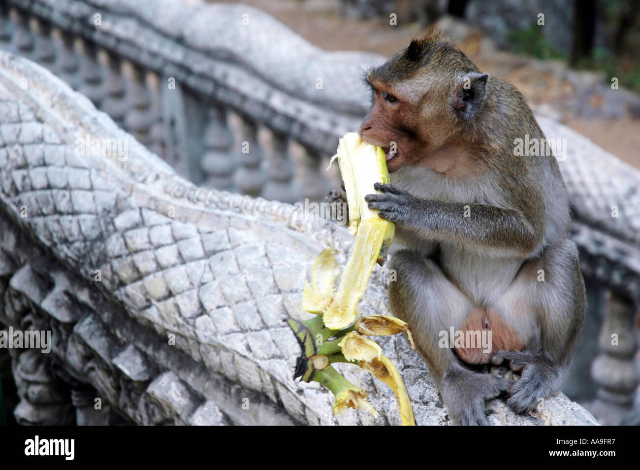 Peeling banana monkey hi-res stock photography and images - Alamy