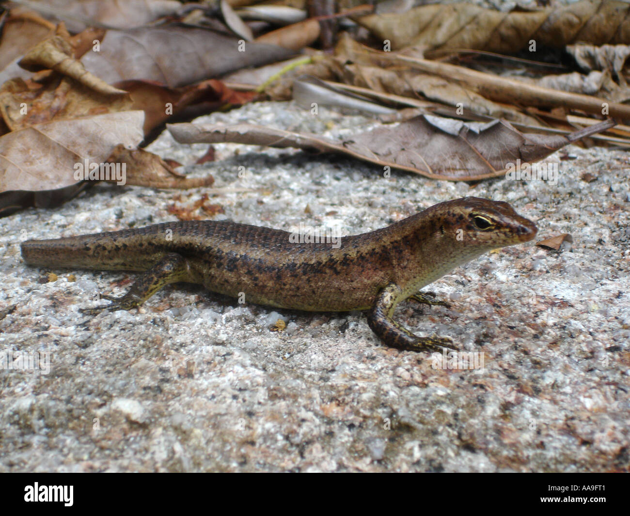 Lizard without tail hi-res stock photography and images - Alamy