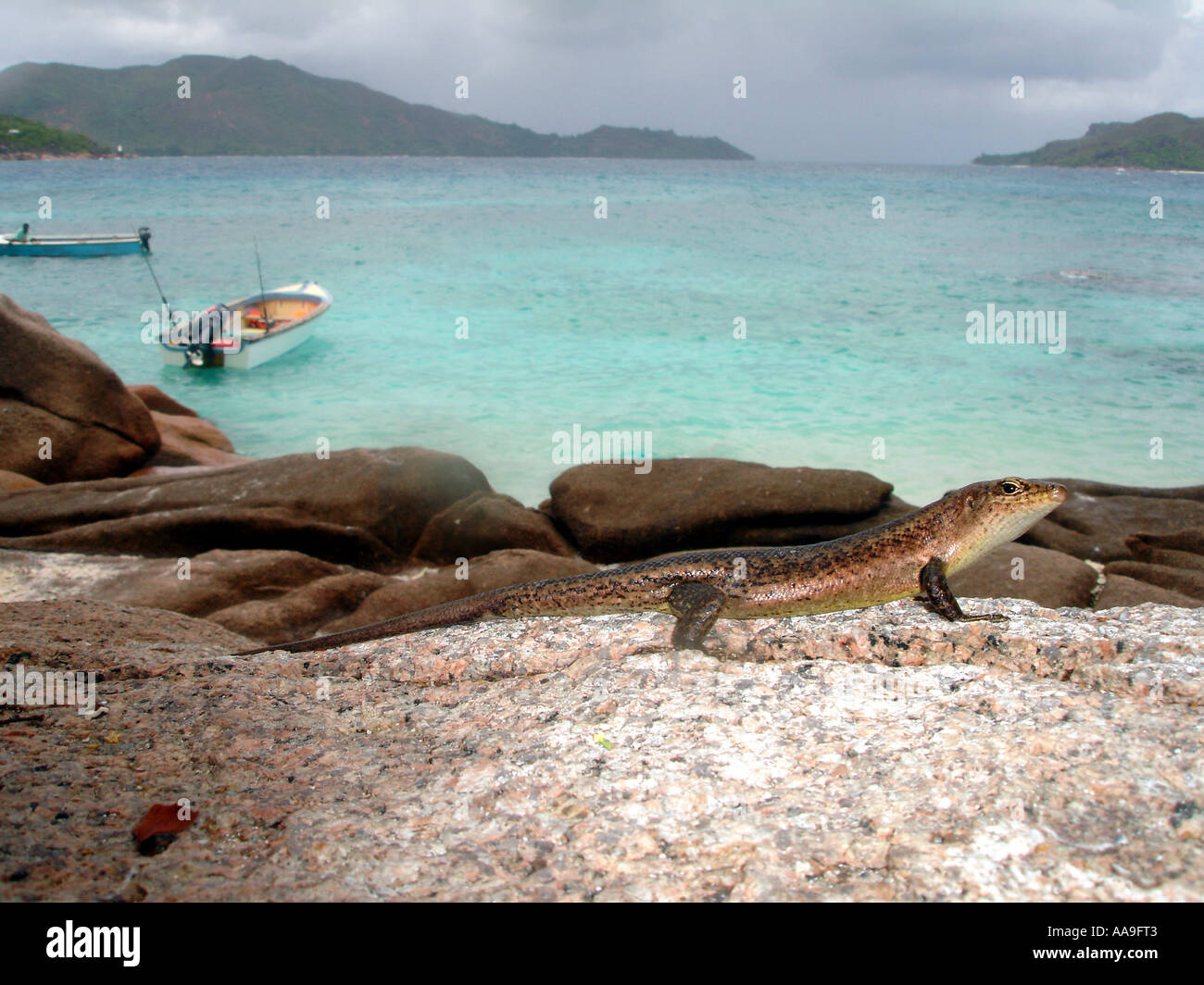 Reptiles of seychelles hi-res stock photography and images - Alamy
