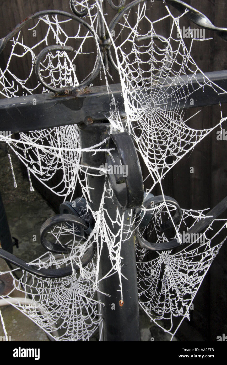 Many Spiderwebs High Resolution Stock Photography and Images - Alamy