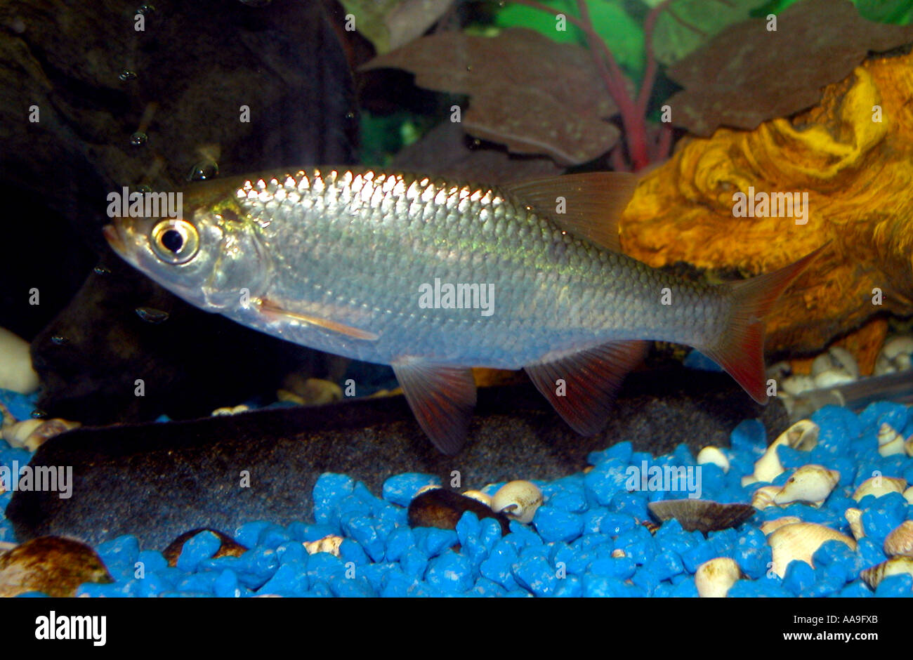 Types fish scales hi-res stock photography and images - Alamy