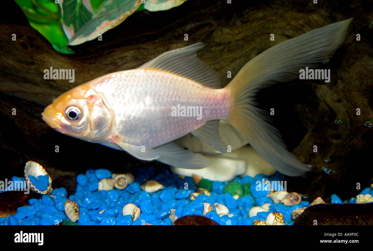 Silver fish with orange fins hi-res stock photography and images - Alamy